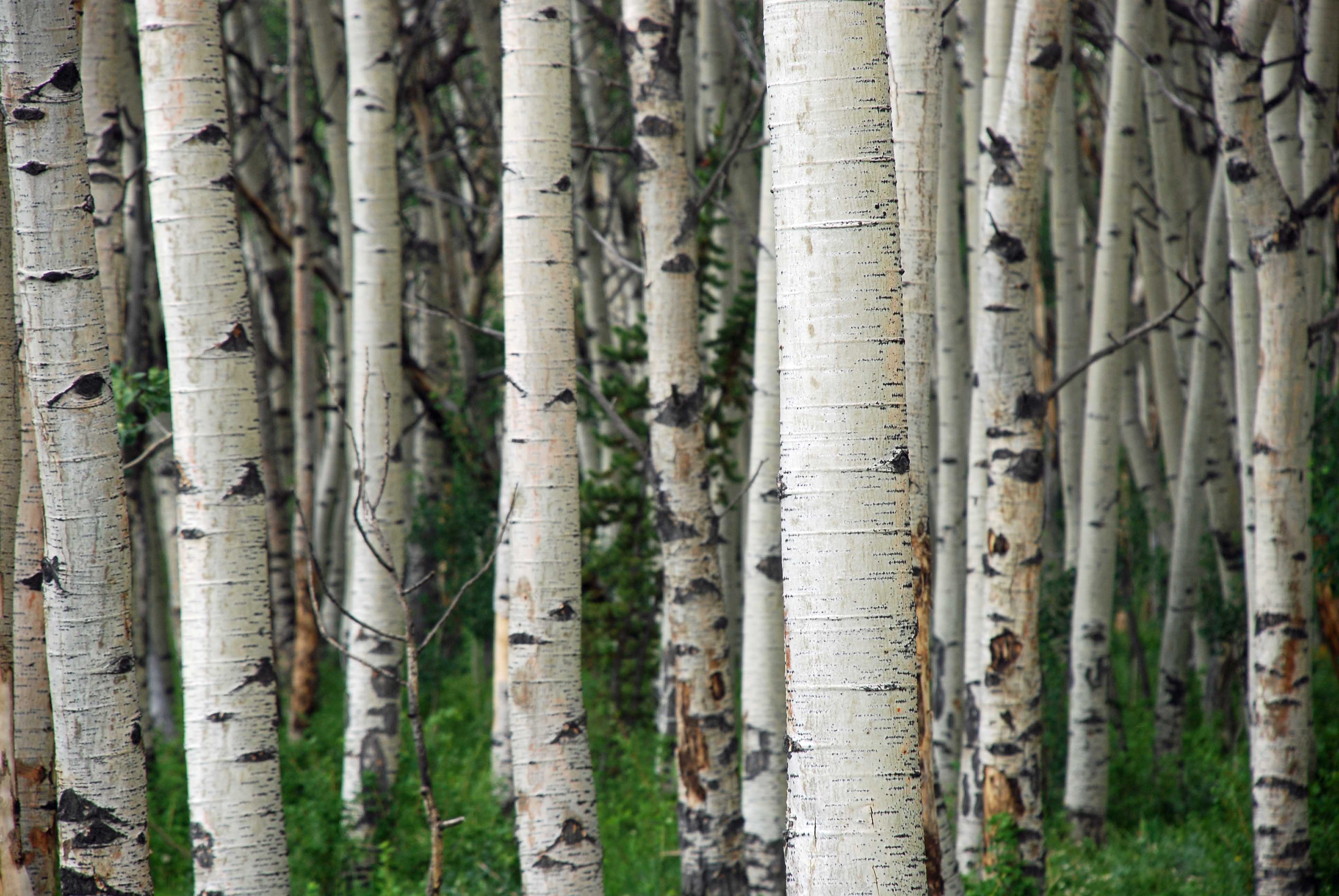 Aluminum Wall Art Aspen Trees – Mountain Metal Arts